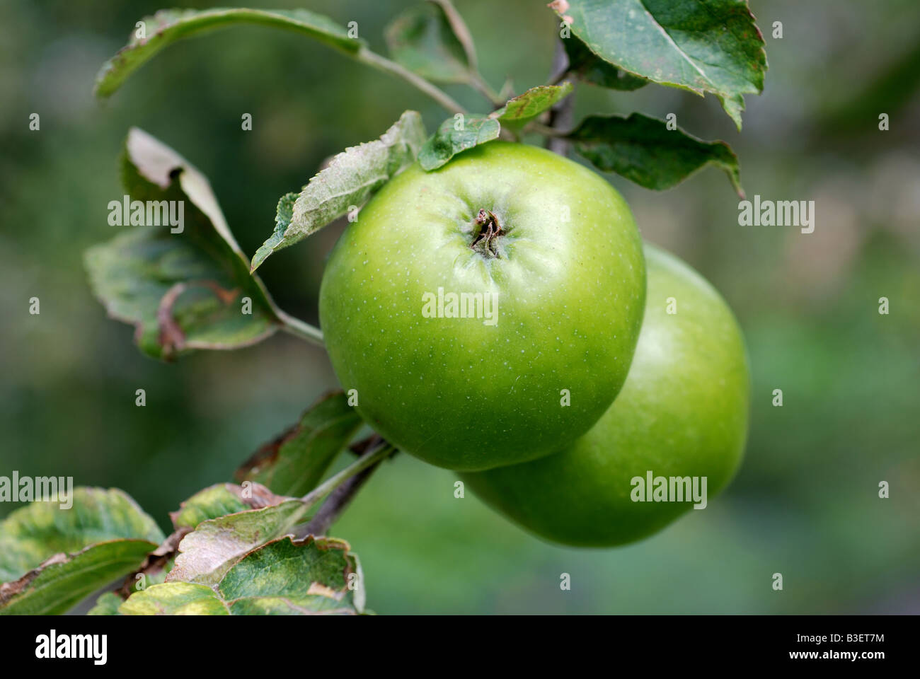 Two apples growing on branch hi-res stock photography and images - Alamy