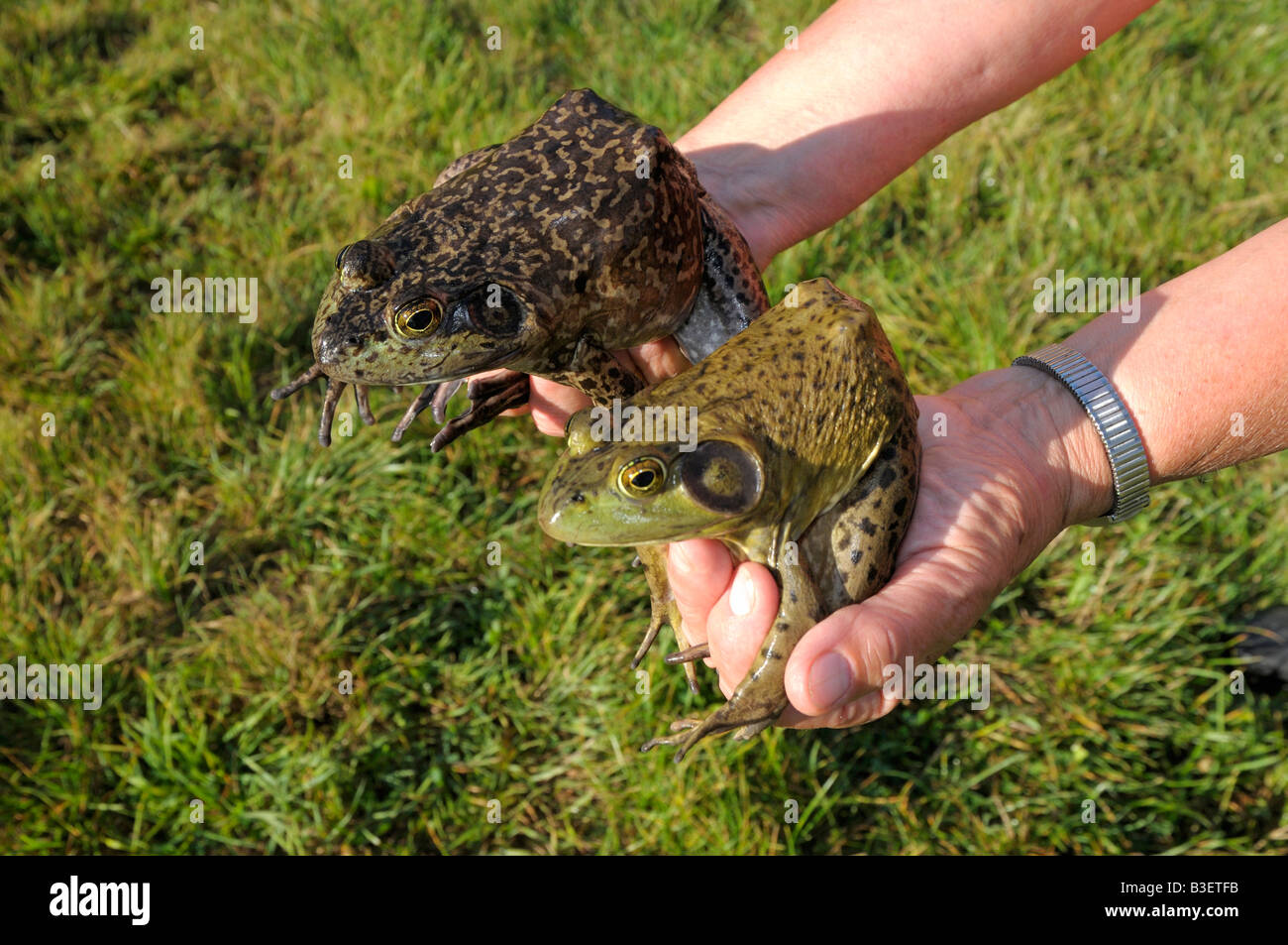 American Bullfrog (Rana catesbeiana), female (left) and male (right ...