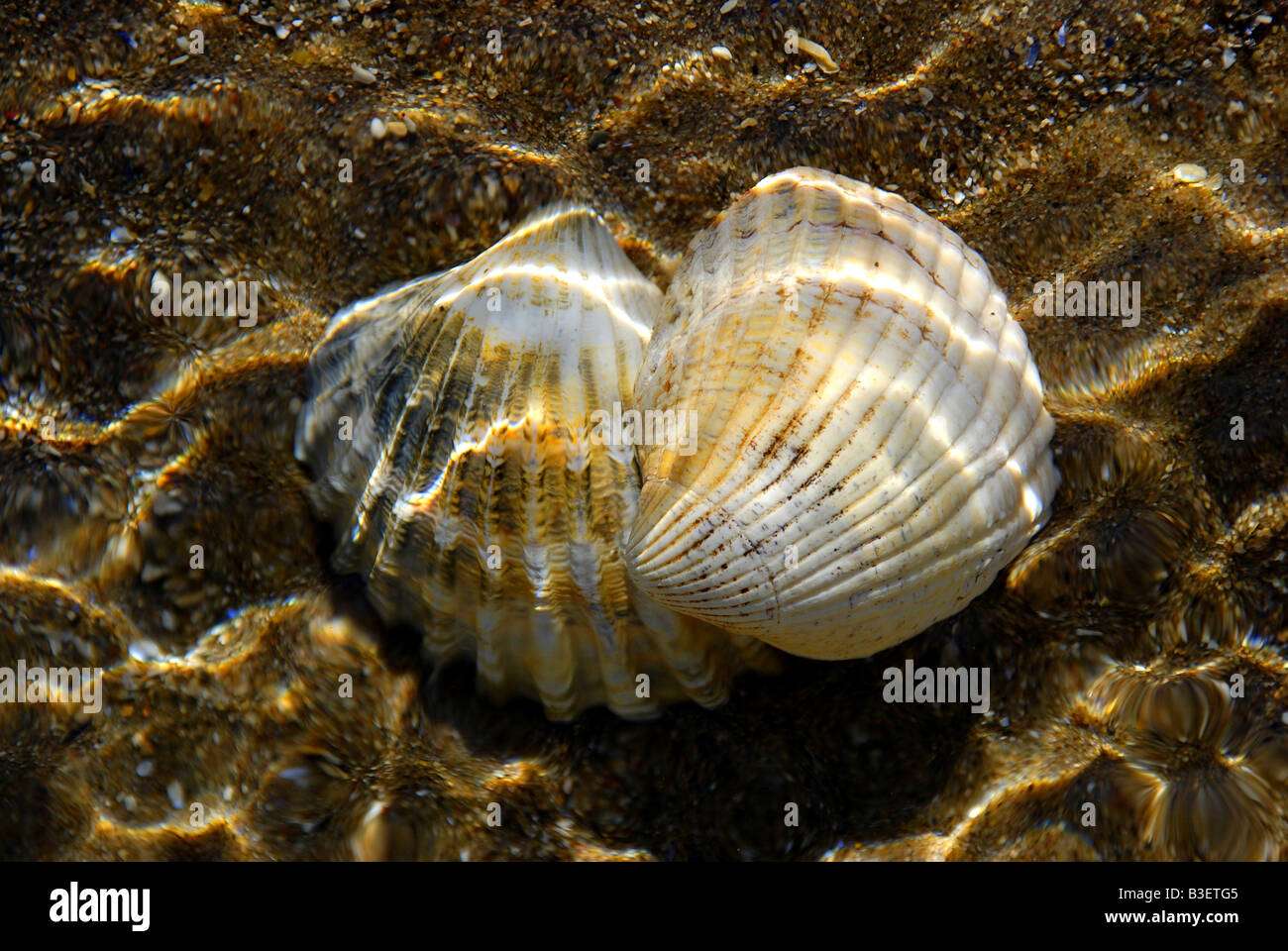 Cockle shells hi-res stock photography and images - Alamy