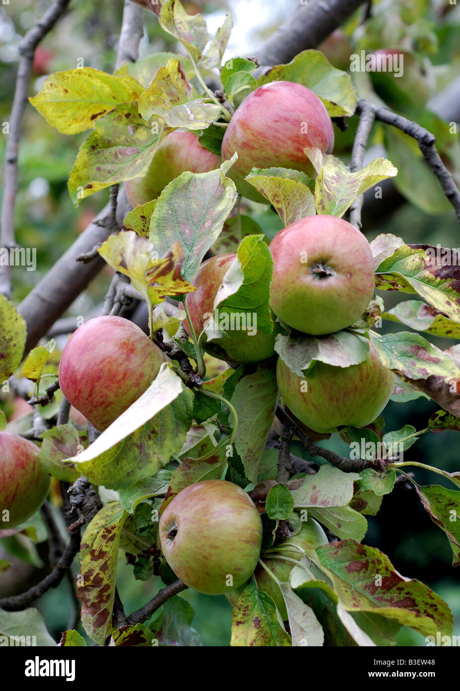 Old english apple varieties hi-res stock photography and images - Alamy