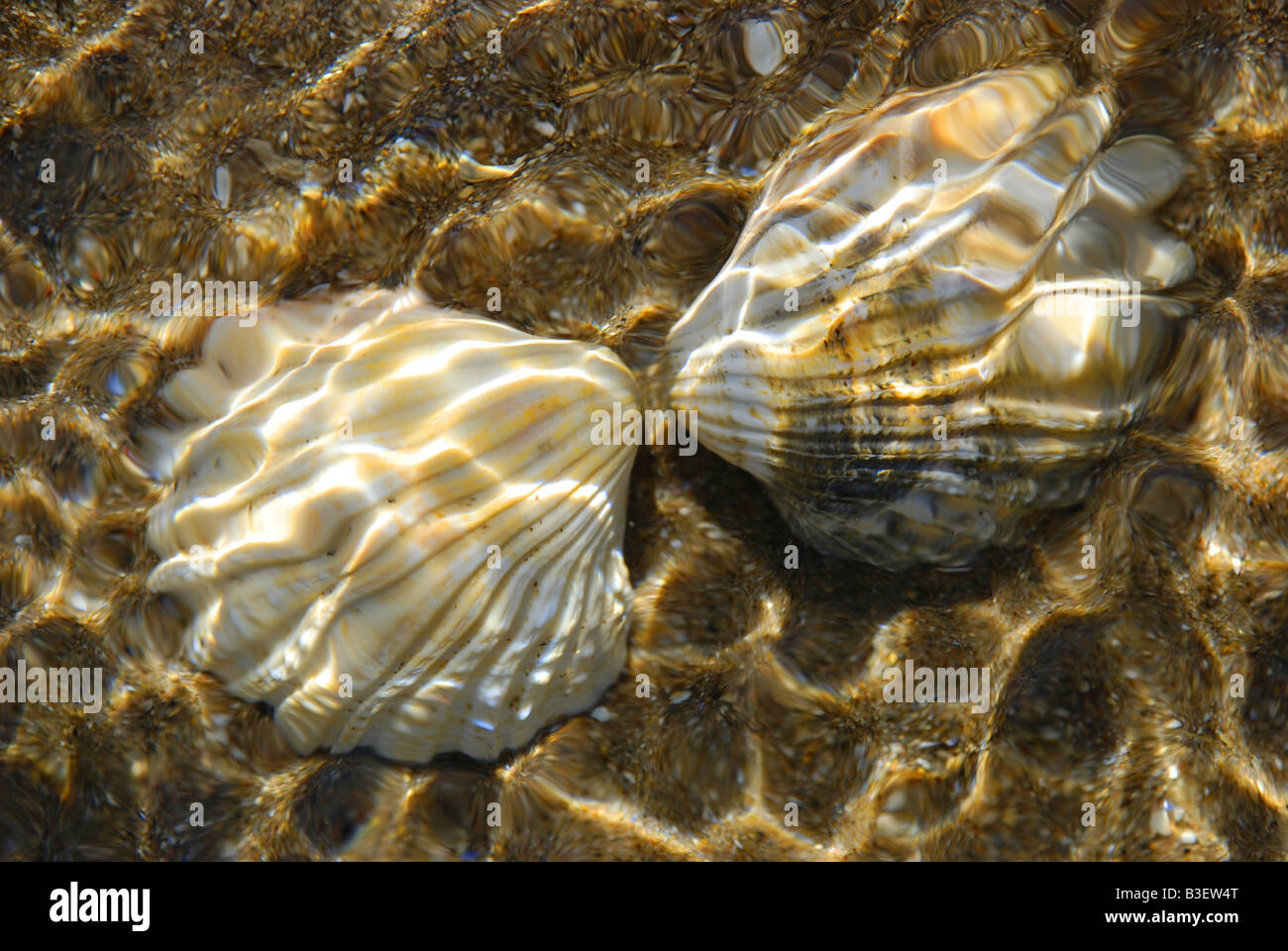 Cockle shells hi-res stock photography and images - Alamy
