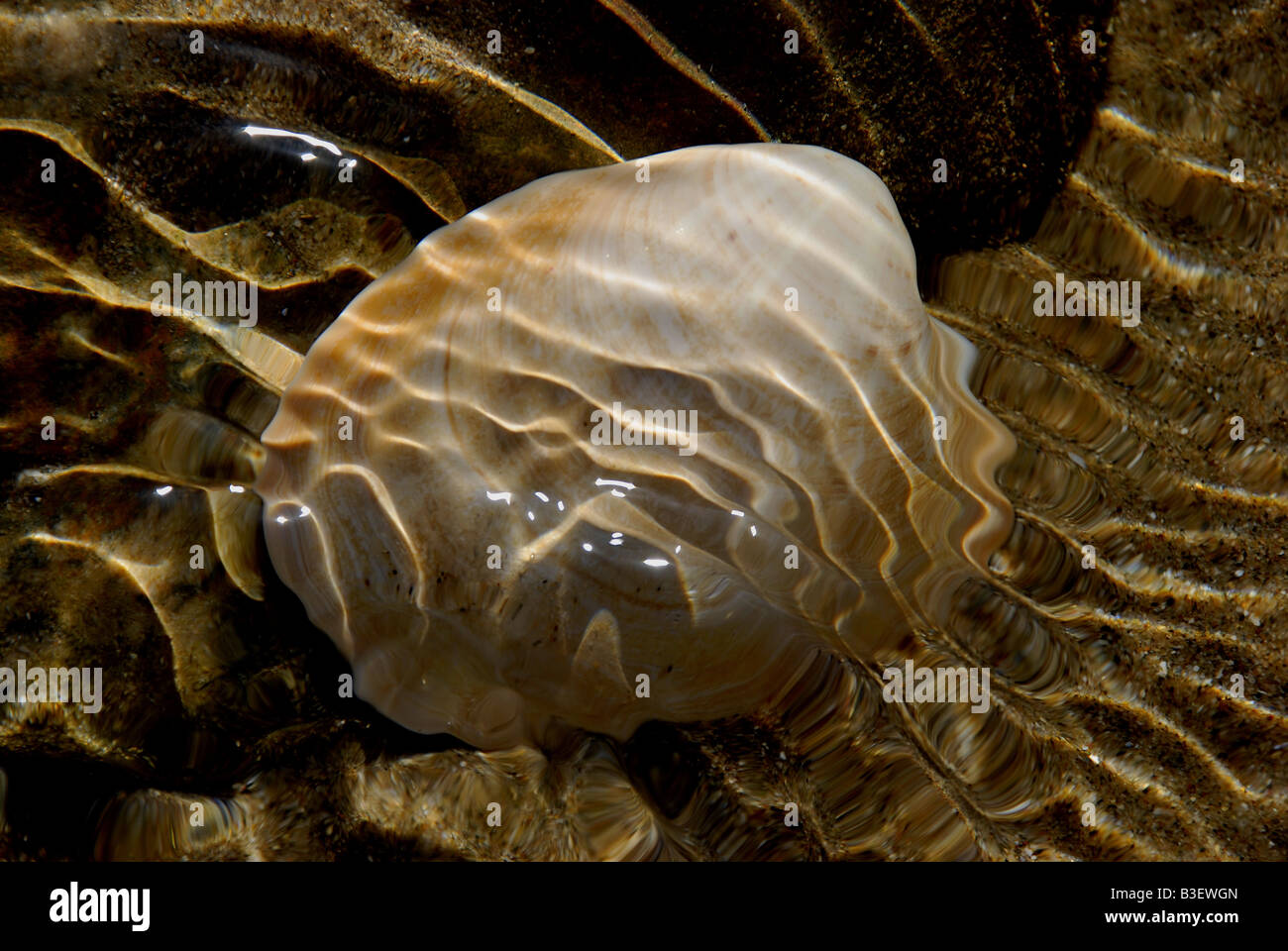 Rayed Trough shell Stock Photo - Alamy