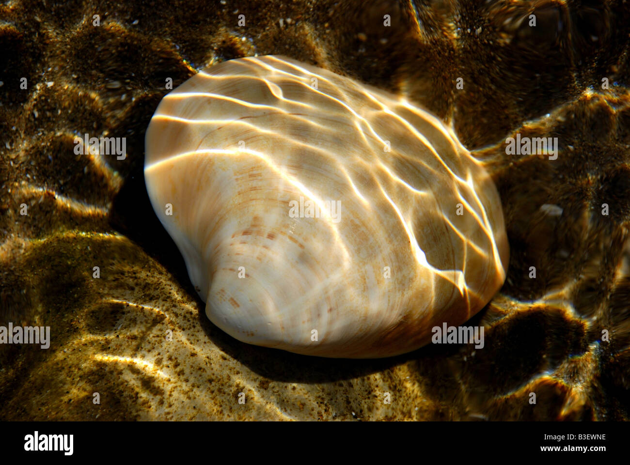 Rayed Trough shell Stock Photo - Alamy