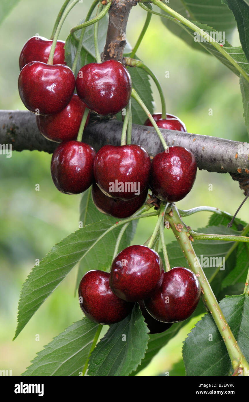 Sweet Cherry (Prunus avium), ripe cherries on a tree Stock Photo - Alamy