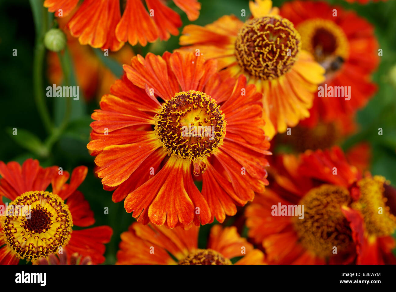 Helenium variety hi-res stock photography and images - Alamy