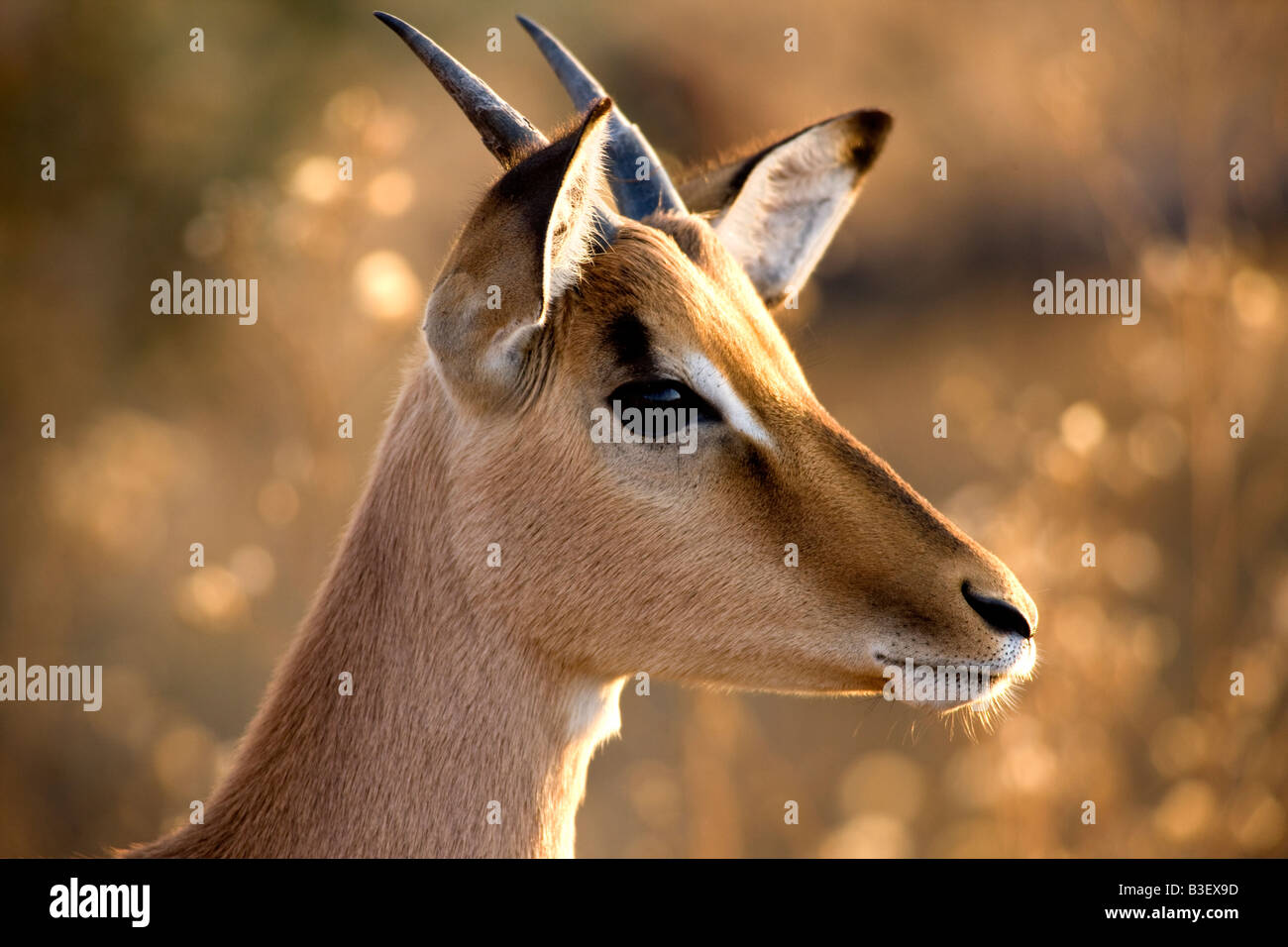 Young impala bull (Aepyceros melampus), early morning in Kruger ...