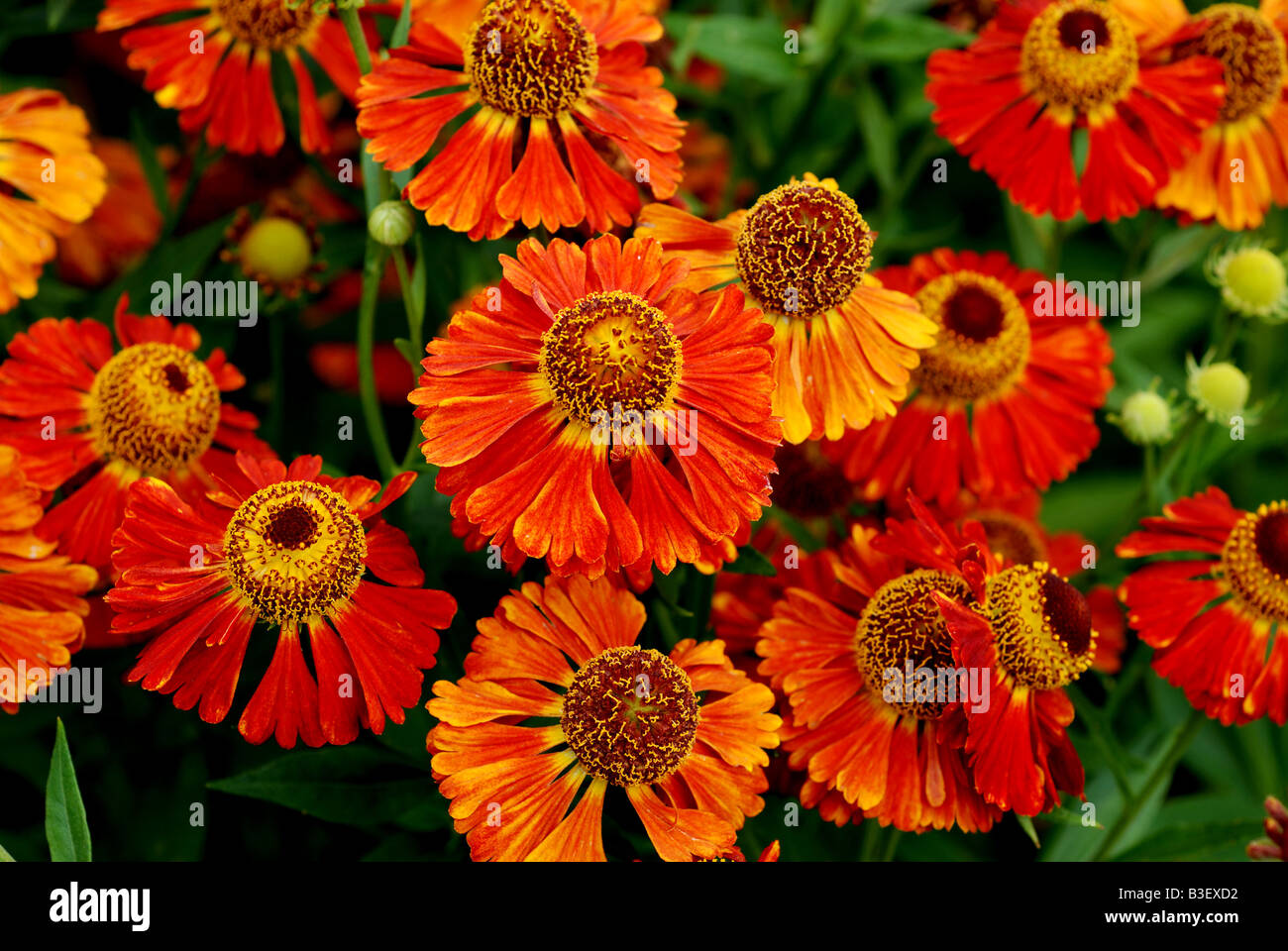 Gem varieties hi-res stock photography and images - Alamy