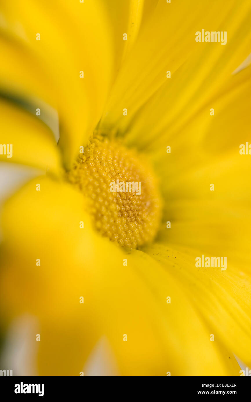 Yellow flowers in close up Stock Photo - Alamy