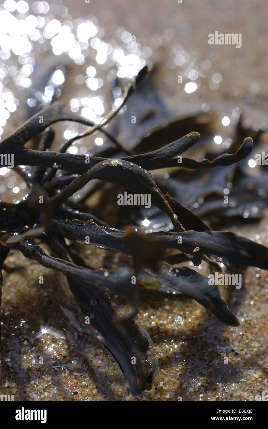 Bladderwrack seaweed hi-res stock photography and images - Alamy