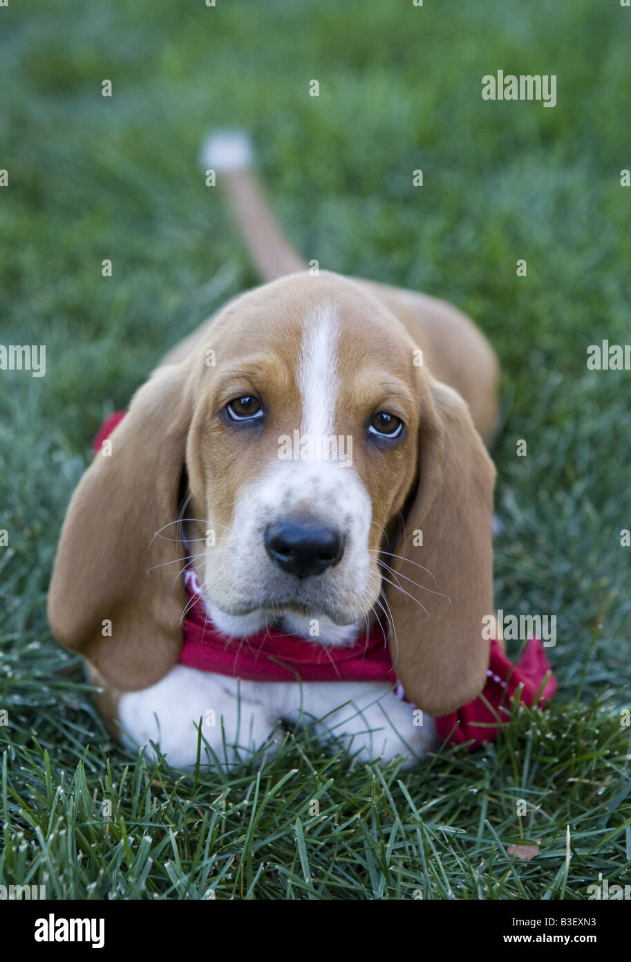 Red And White Basset Hound