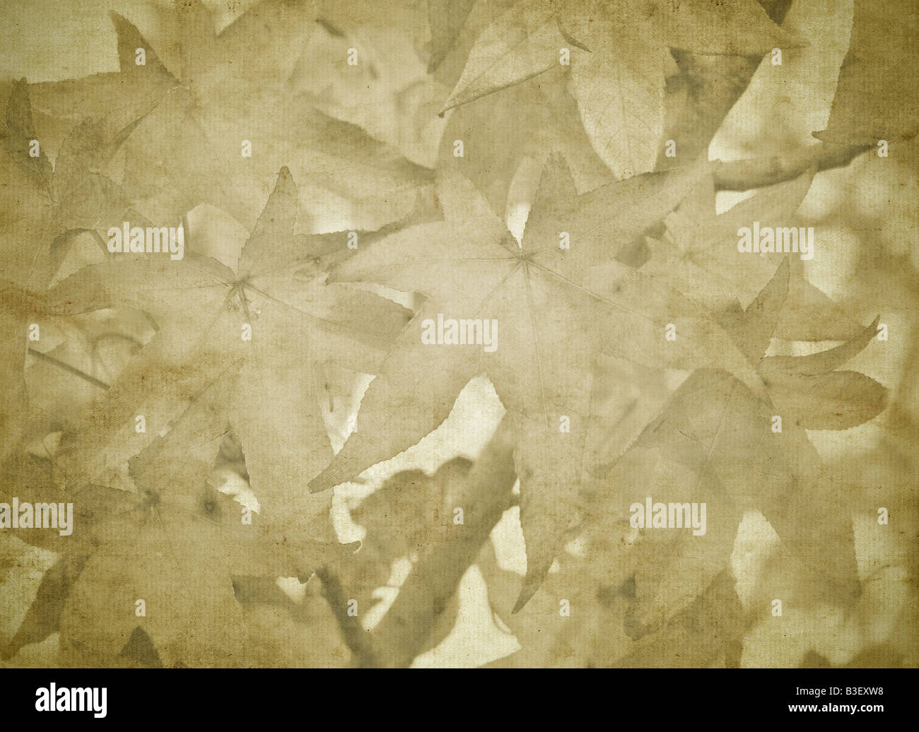 large old paper or parchment background texture with autumn or fall ...