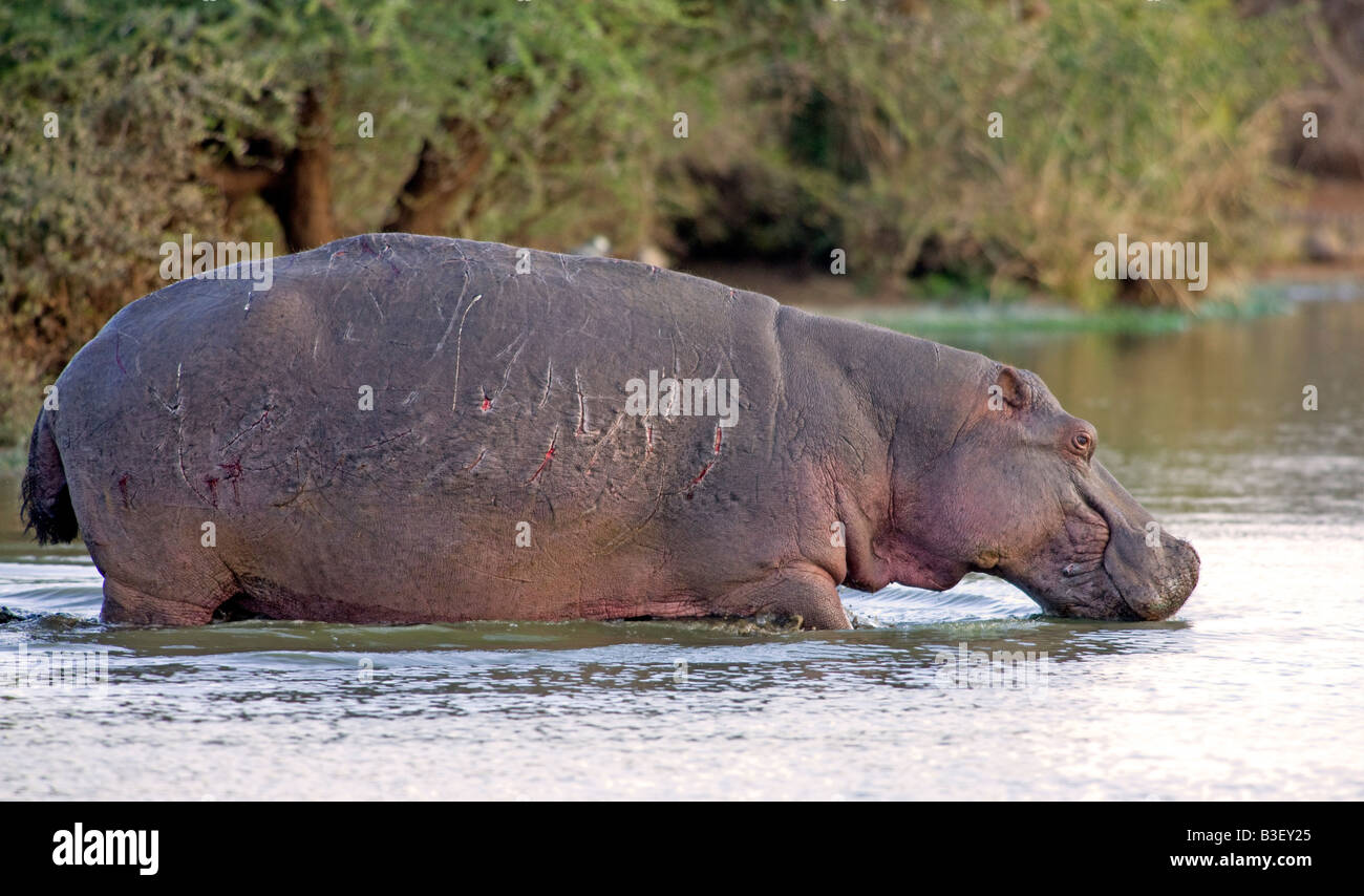Battle scarred male Hippopotamus (Hippopotamus amphibius) enters water ...