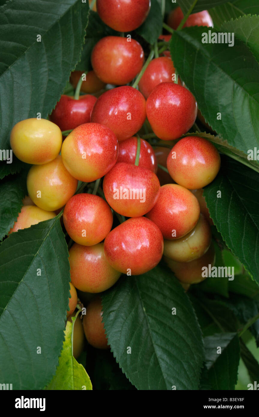 Sweet Cherry (Prunus avium), ripe cherries on a tree Stock Photo - Alamy