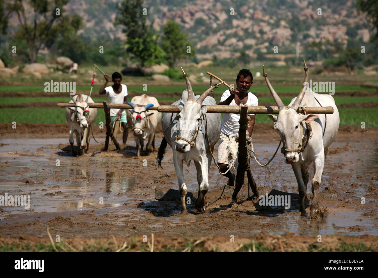 Men working with white bulls, in a rice fild, india Stock Photo - Alamy