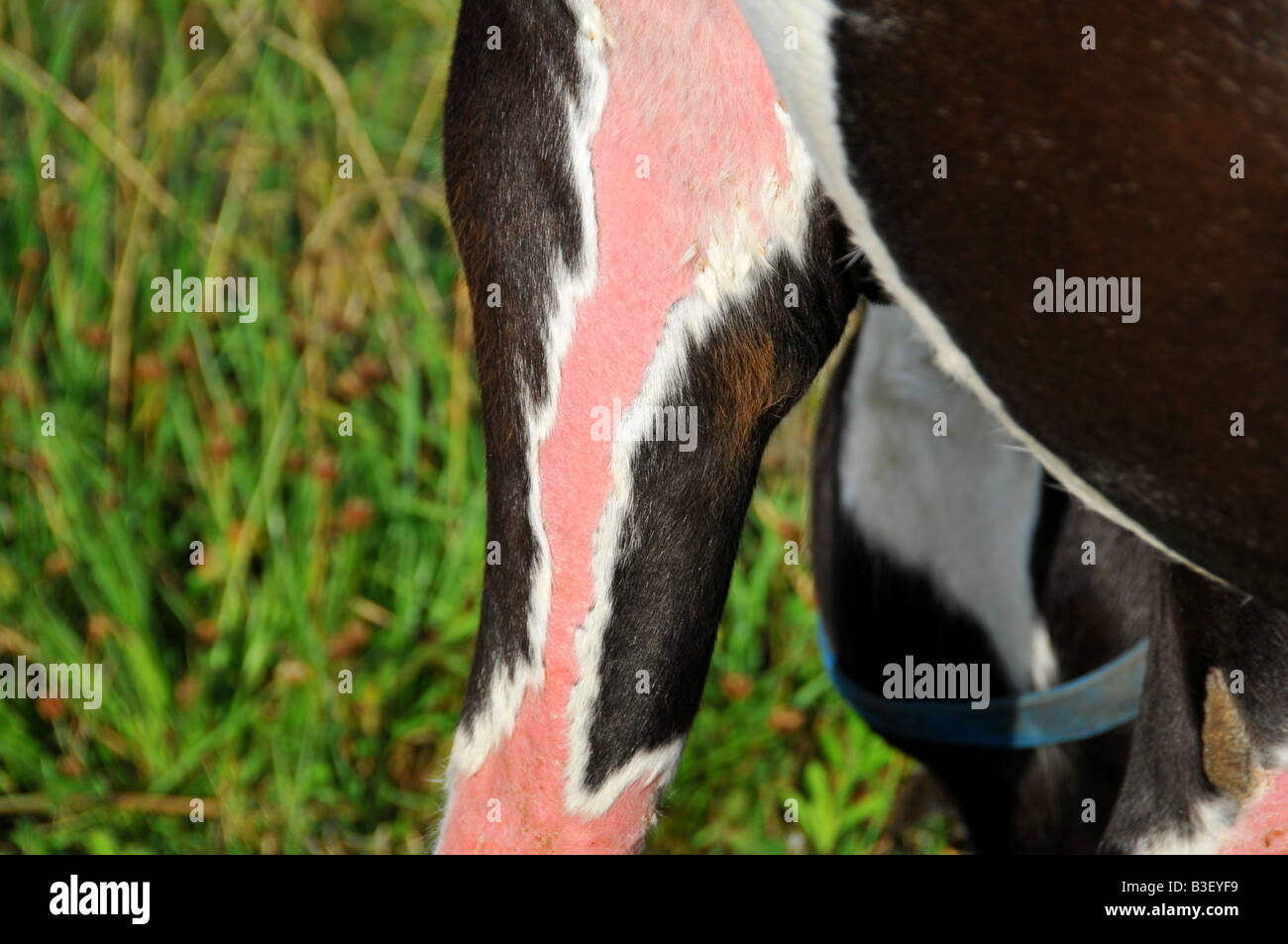 detail of a horse leg with "jungle rot" in a field Stock Photo - Alamy