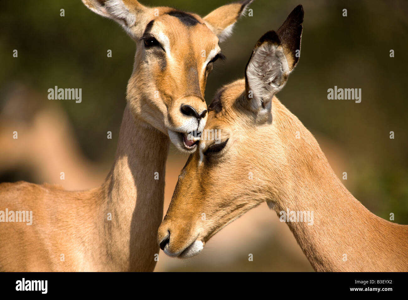 Female impala (Aepyceros melampus). Kruger National Park South Africa ...