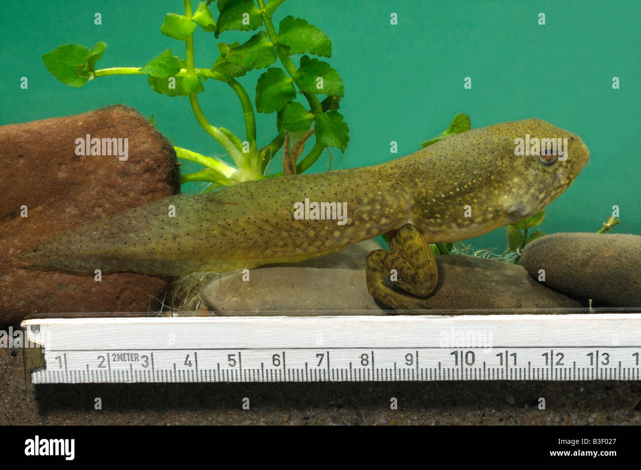 American Bullfrog (Rana catesbeiana), well developed tadpole beside ...