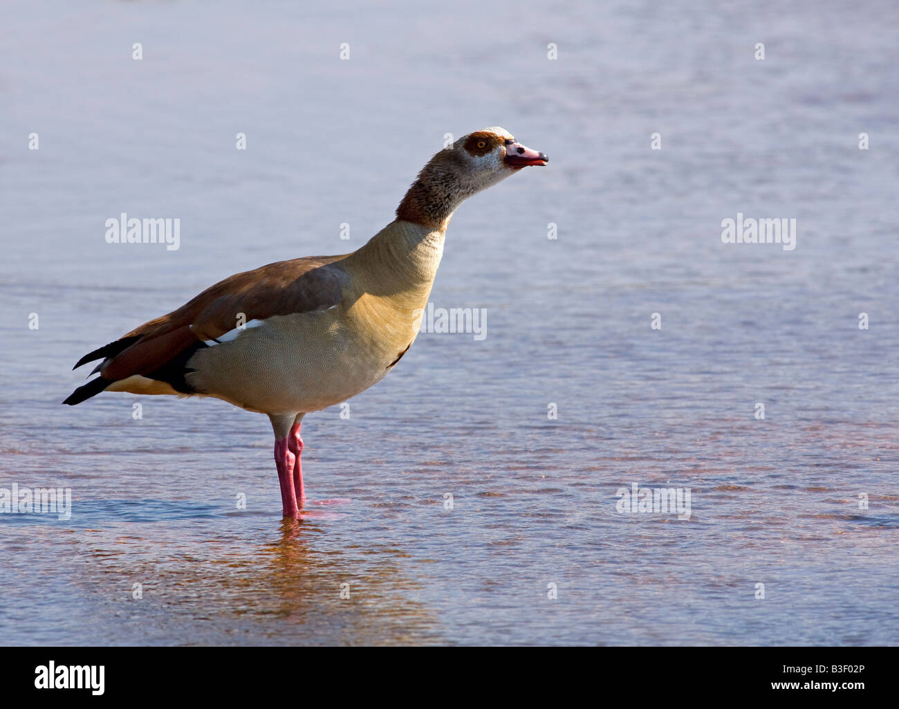 Egyptian goose (Alopochen aegyptiaca) in Sabie River Kruger National ...