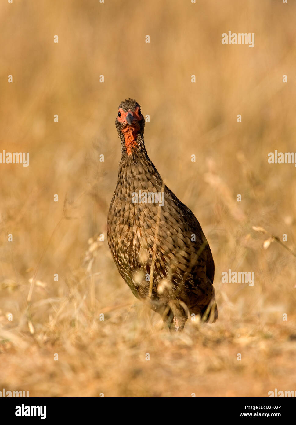 Swainson's Francolin (Francolinus swainsonii) also called Swainson's ...