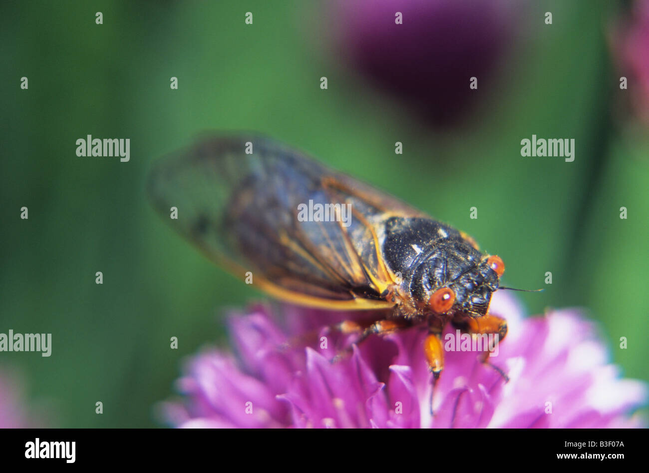 17 year magicicada Cicada bug with red eyes on chive plant blossom ...