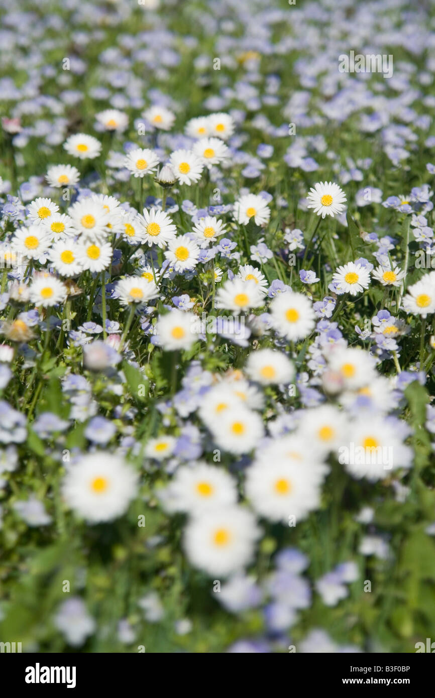 Germany, Bavaria, Wild daisies (Asteraceae), close-up Stock Photo - Alamy