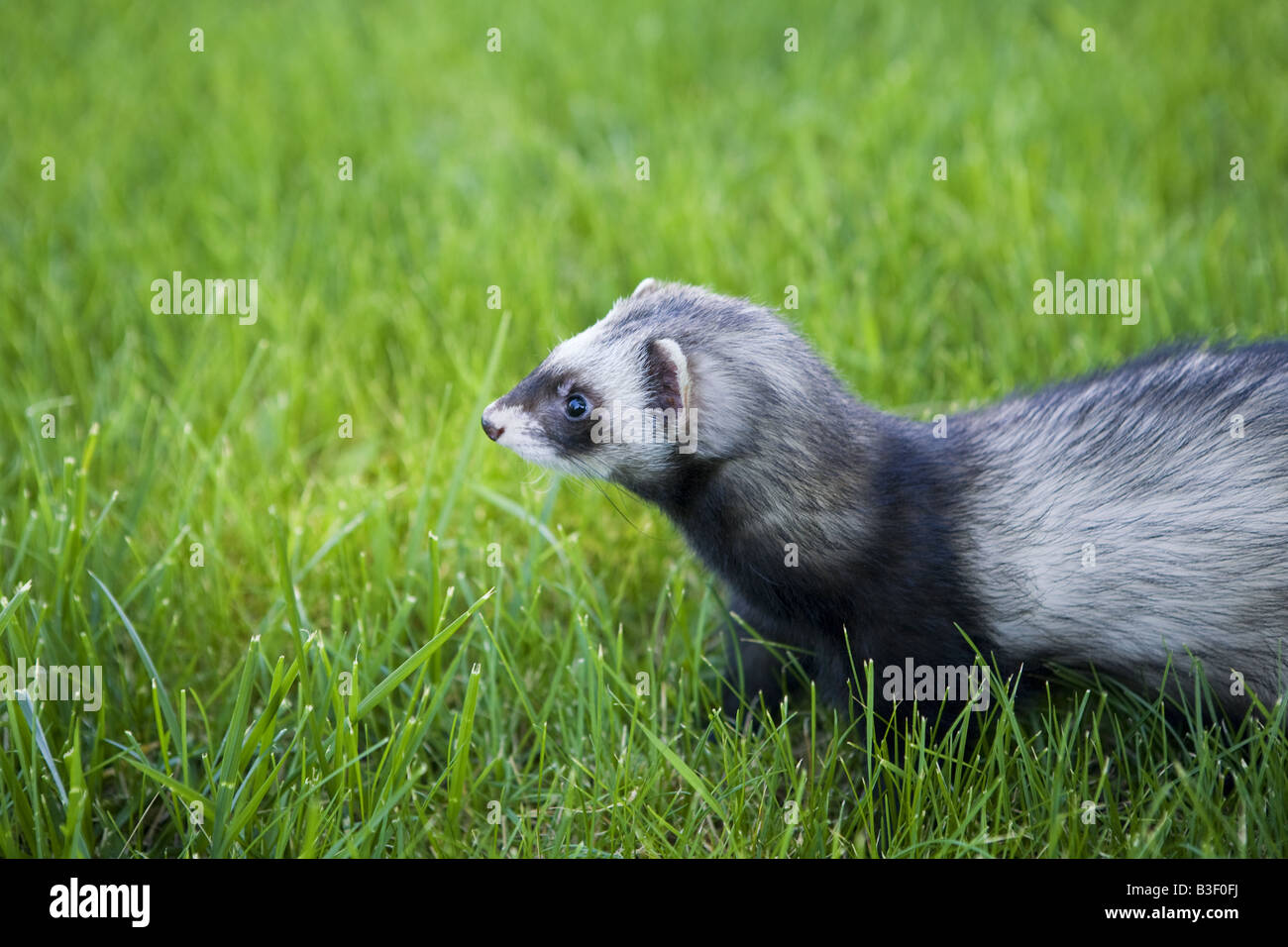 Closeup of sable ferret in green grass outdoors Stock Photo - Alamy