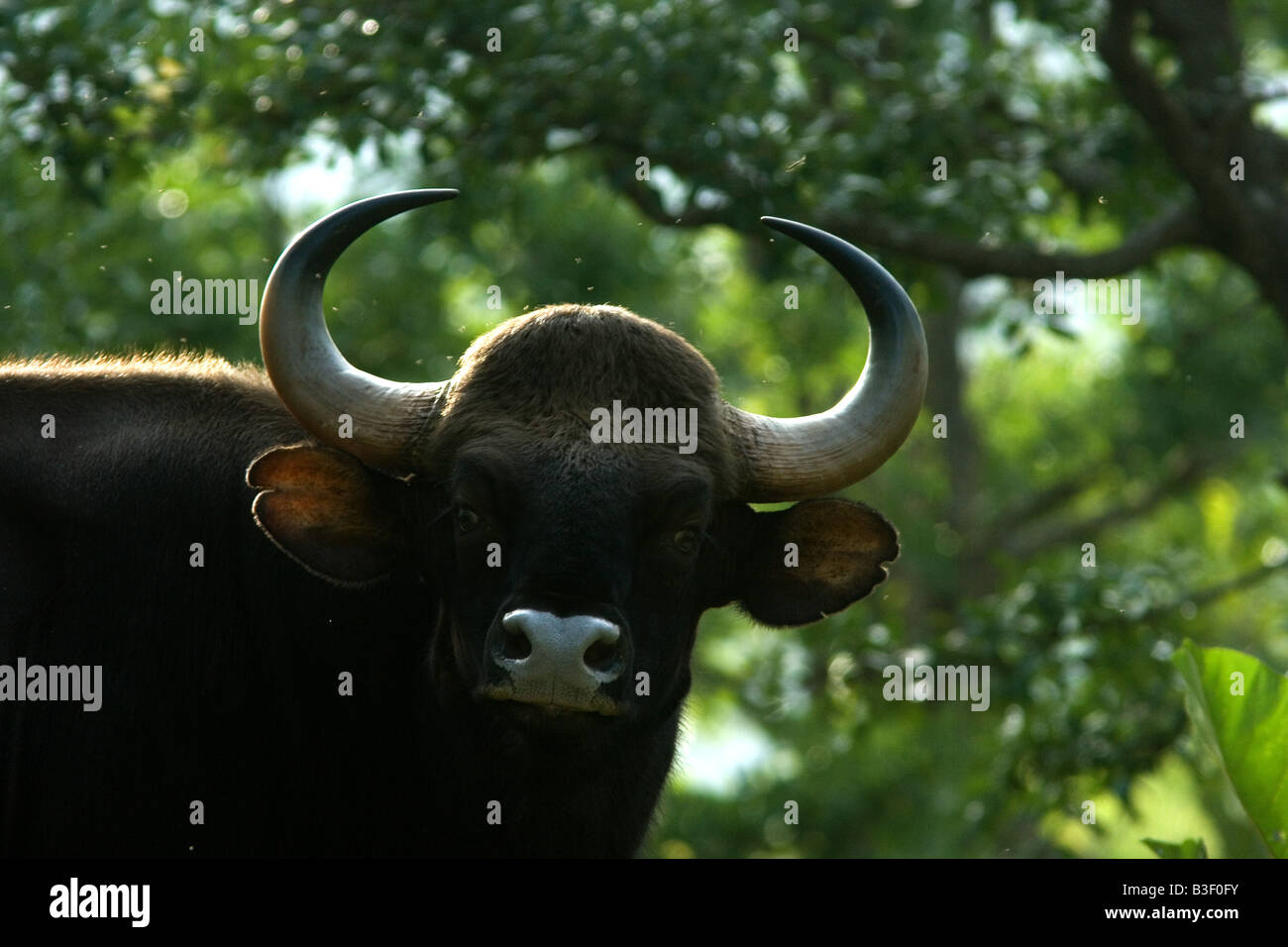 Indian gaur hi-res stock photography and images - Alamy