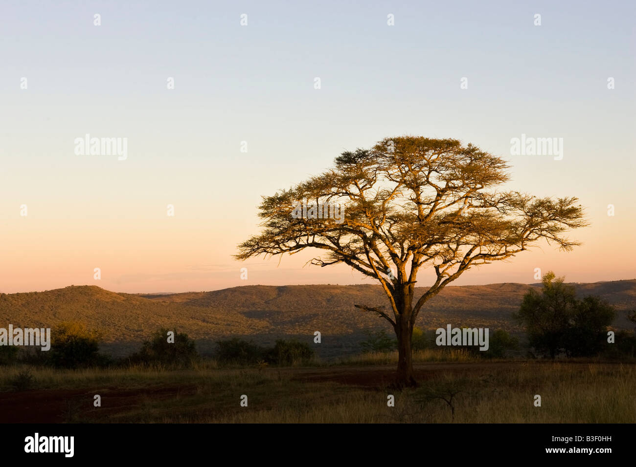 Lone tree in the early morning light The shot was taken in Hluhluwe ...