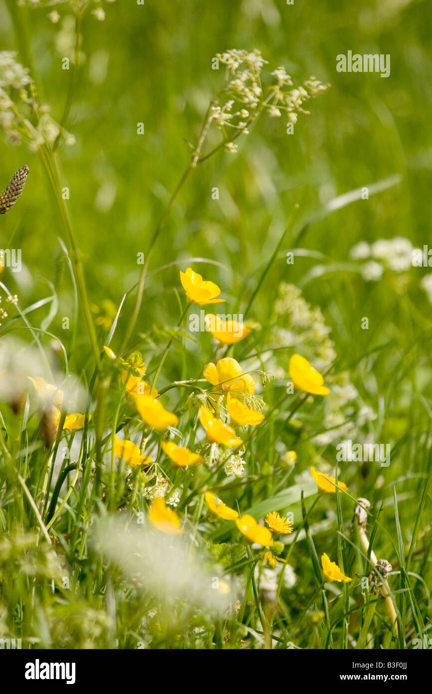 Wildflower Meadow Meadows England English Britain British Gb Uk Great ...