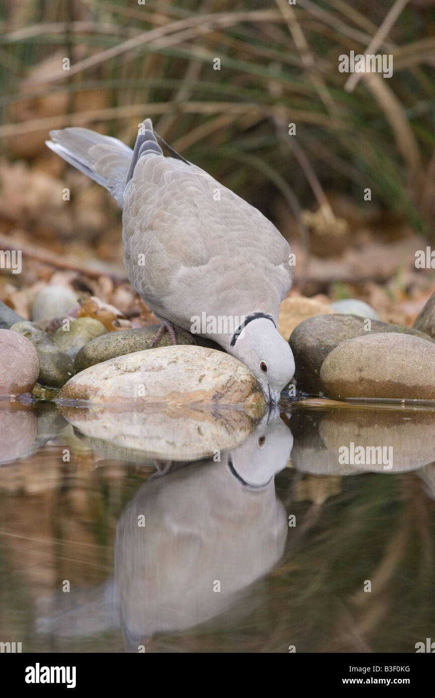Collard dove drinking from pool, England, UK Stock Photo - Alamy