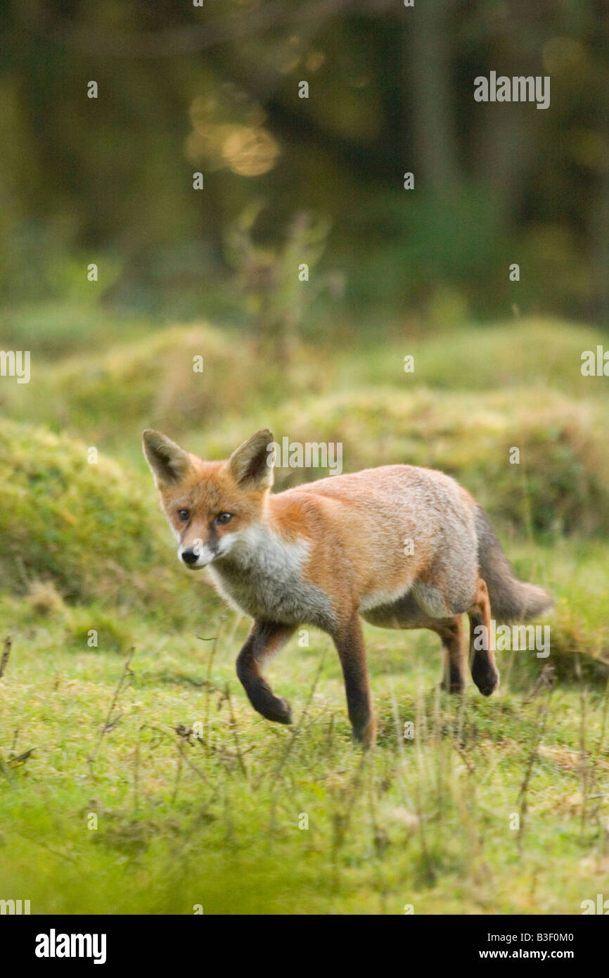 Red fox in orchard England UK Stock Photo - Alamy