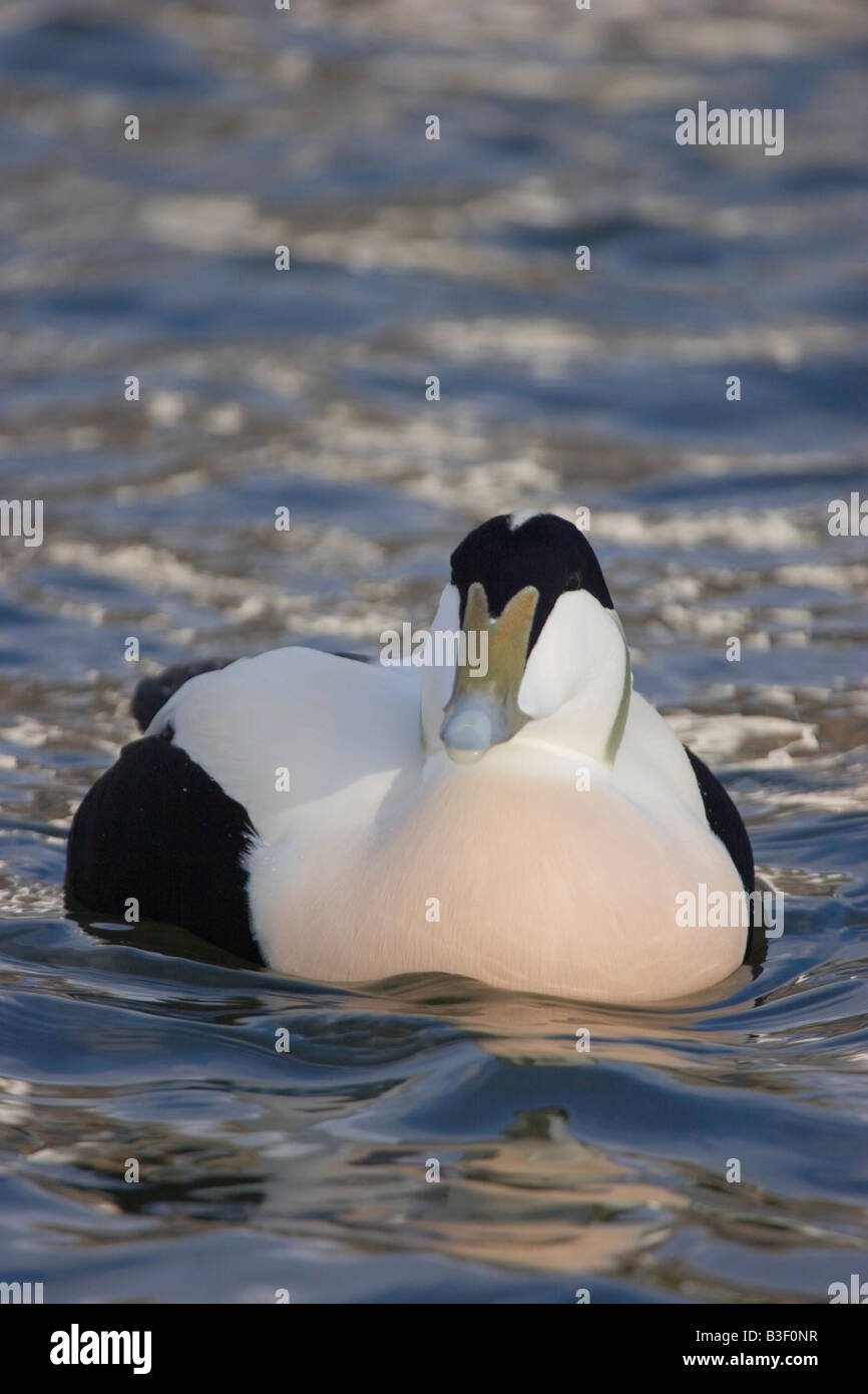 Male Eider duck, England, UK Stock Photo - Alamy