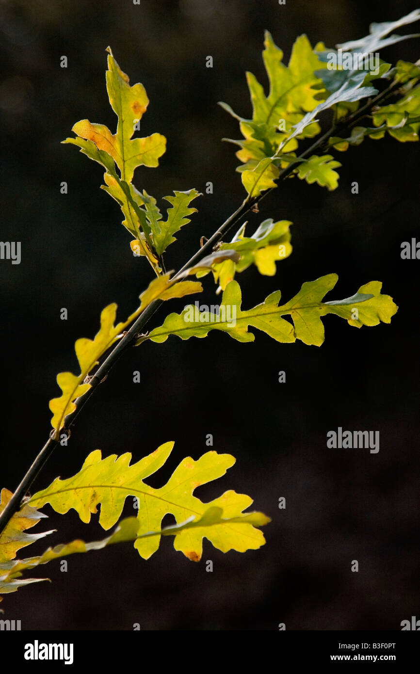 Oak tree leaves hi-res stock photography and images - Alamy