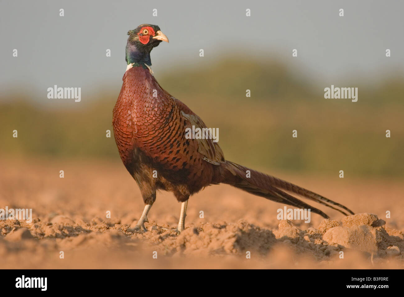 Pheasant england hi-res stock photography and images - Alamy