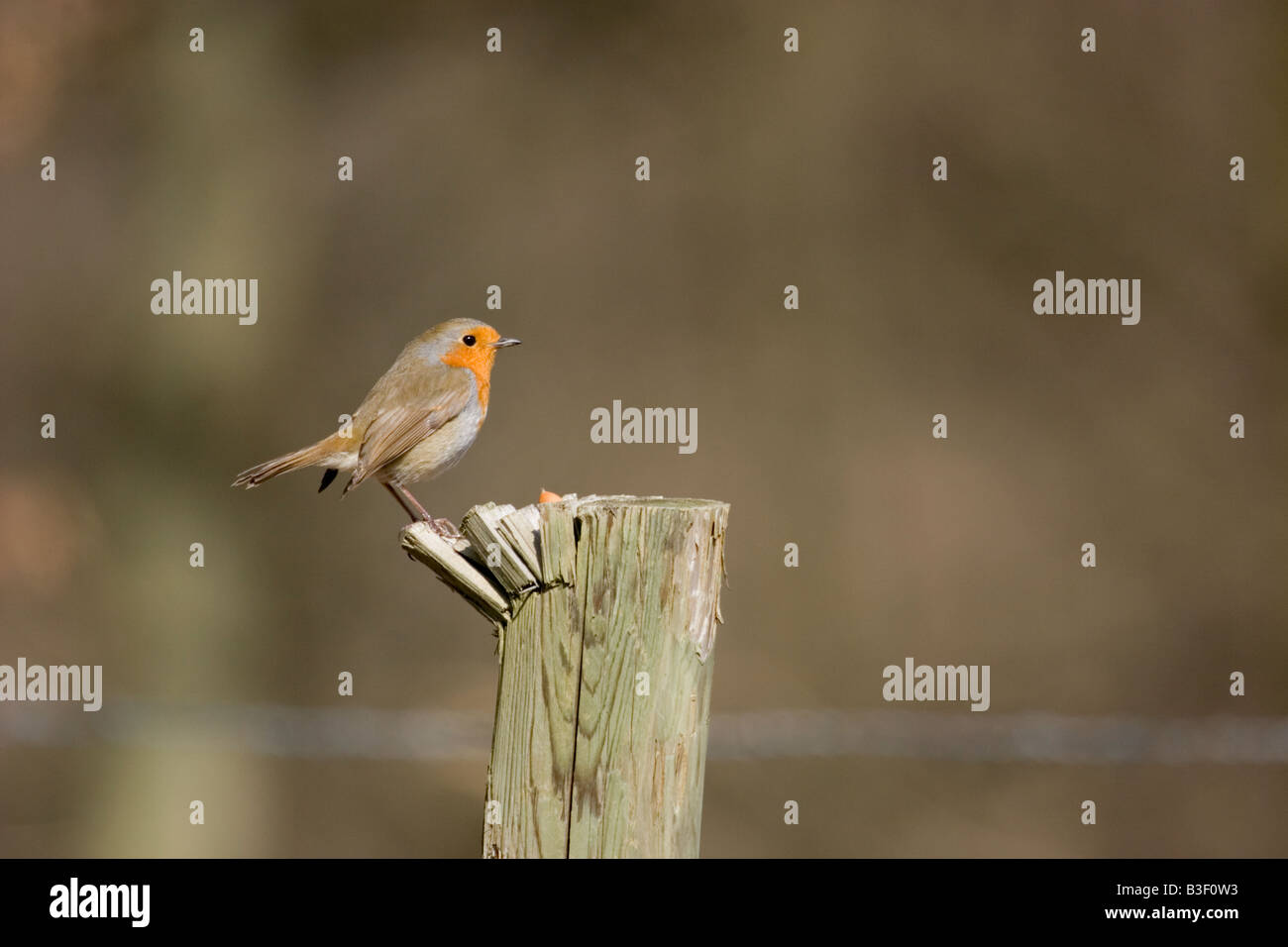 Robin on fence post, England, UK Stock Photo - Alamy