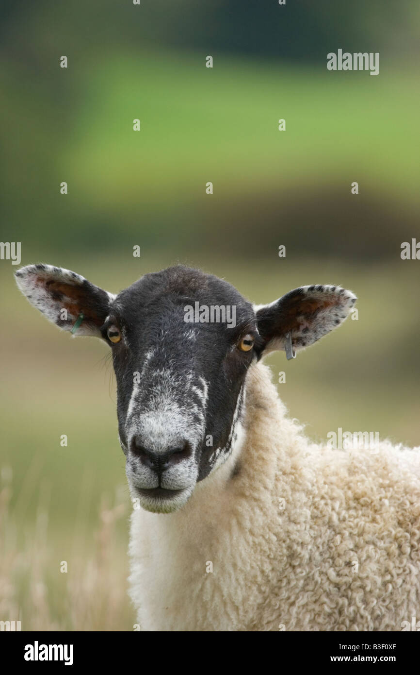 Black faced ewe sheep, England, UK Stock Photo - Alamy