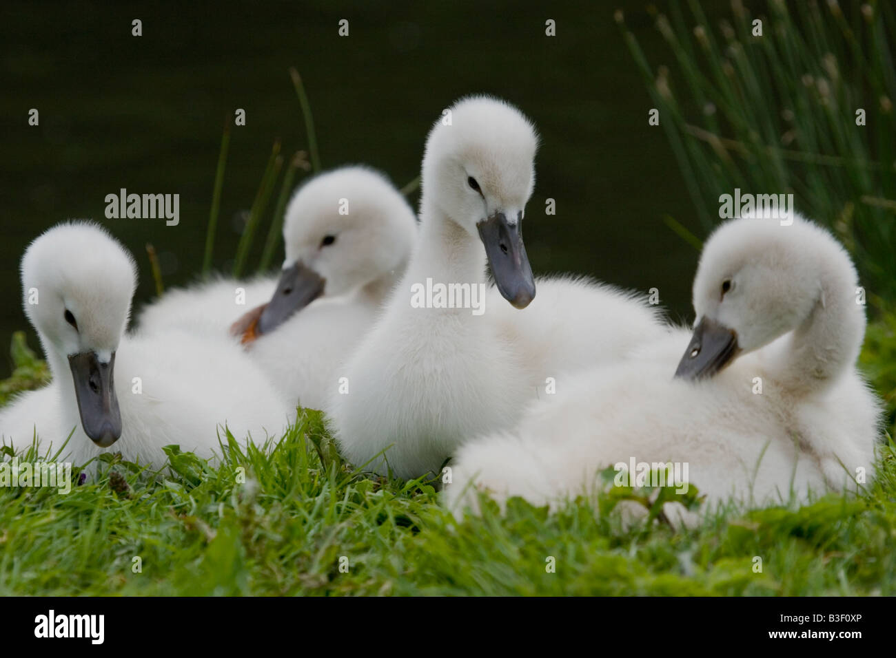 Swan And Signets High Resolution Stock Photography and Images - Alamy
