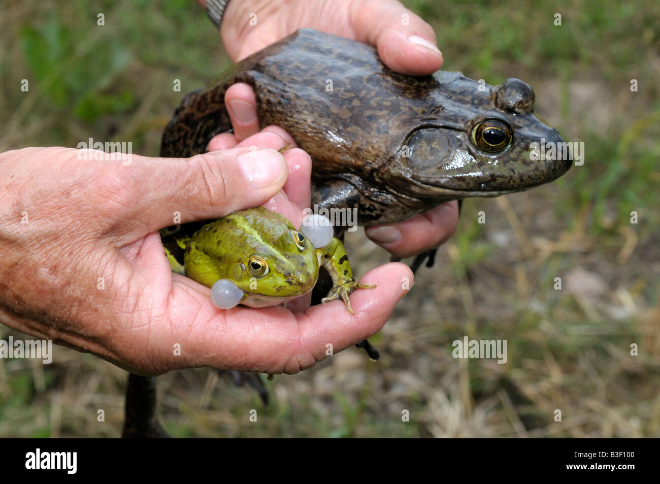 Rana catesbeiana hand hi-res stock photography and images - Alamy