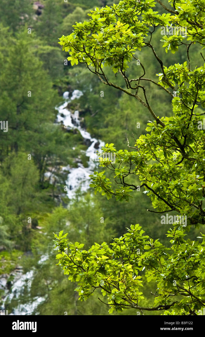 Tress and waterfall Stock Photo - Alamy
