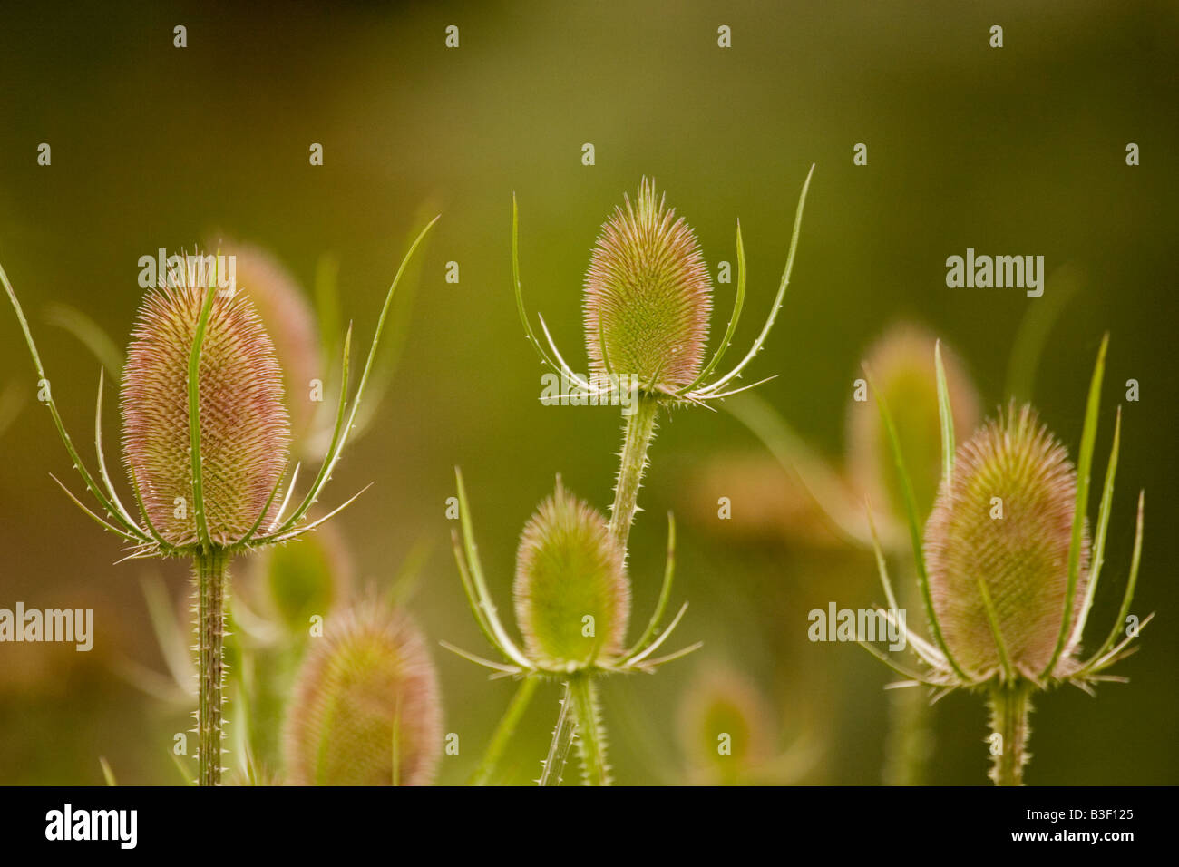 Teasel heads, England, UK Stock Photo - Alamy