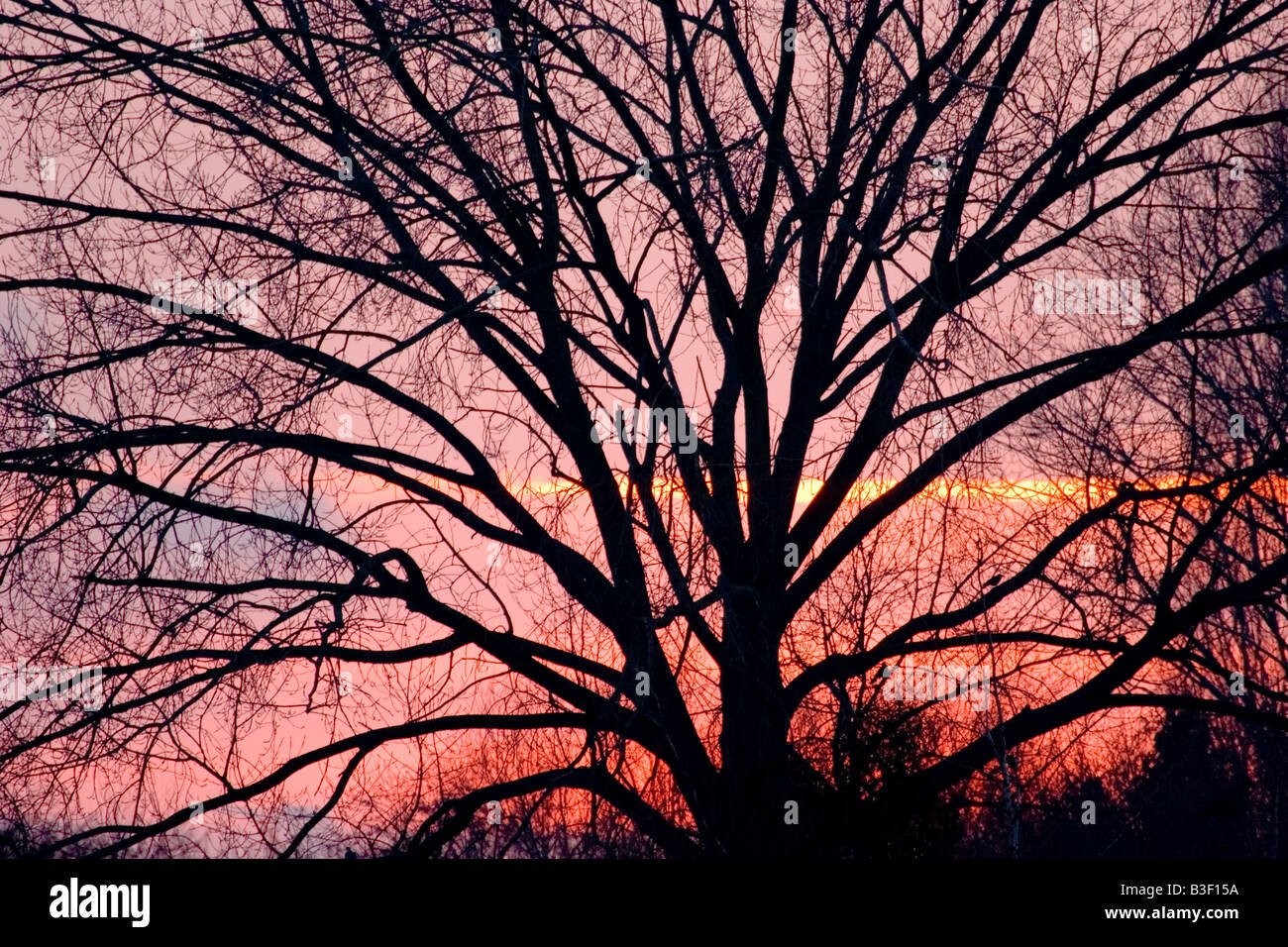 Evening sunset through Oak tree, England, UK Stock Photo - Alamy