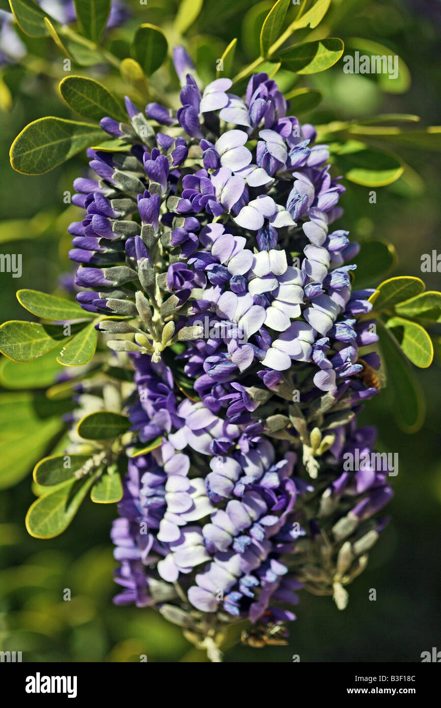Texas Mountain Laurel Sophora secundiflora Tucson Arizona United States ...
