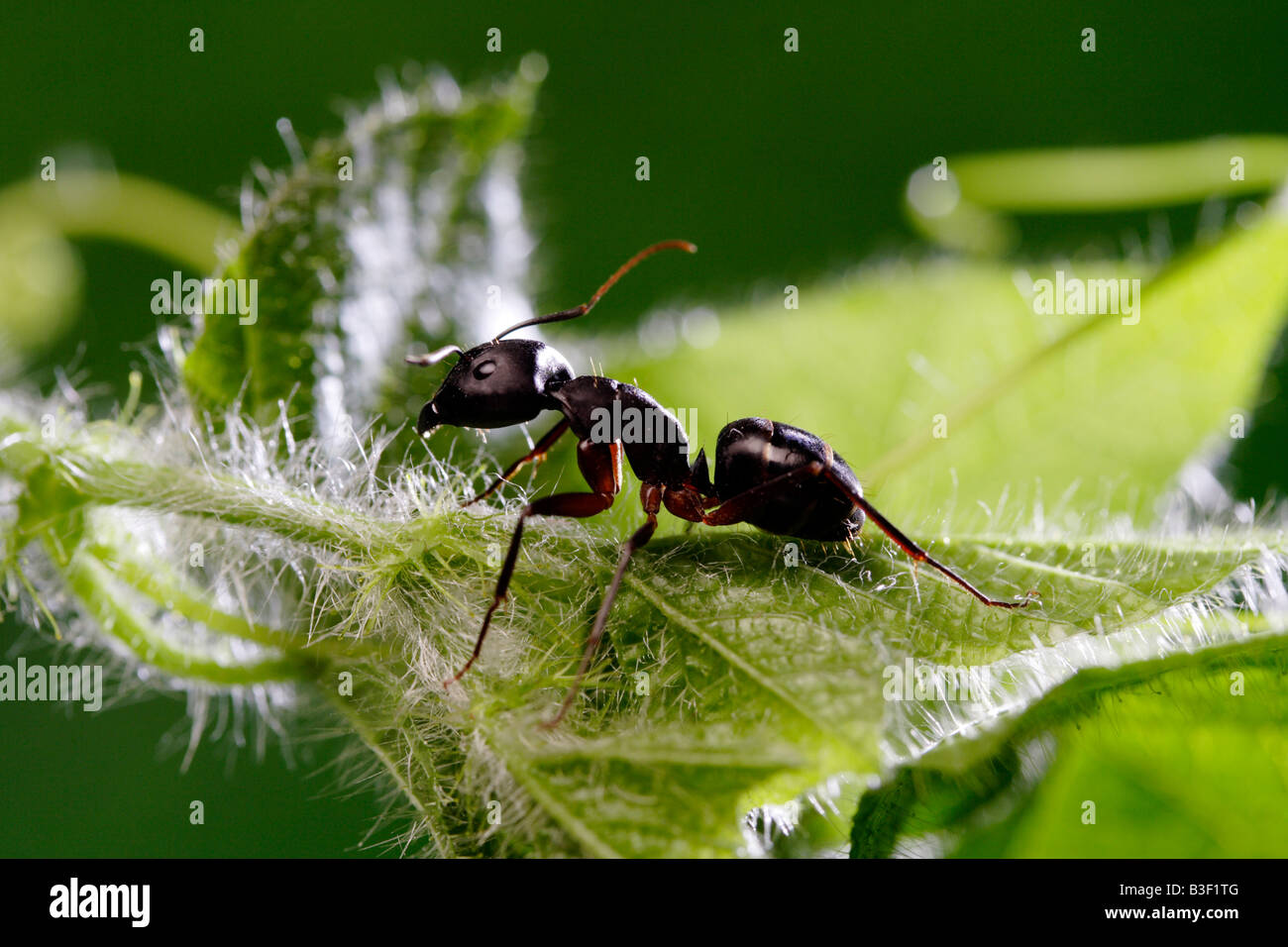 Ant Eye High Resolution Stock Photography and Images - Alamy