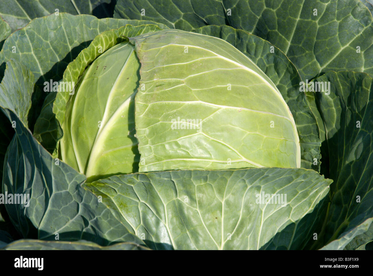 Close up of large head of green cabbage Stock Photo - Alamy