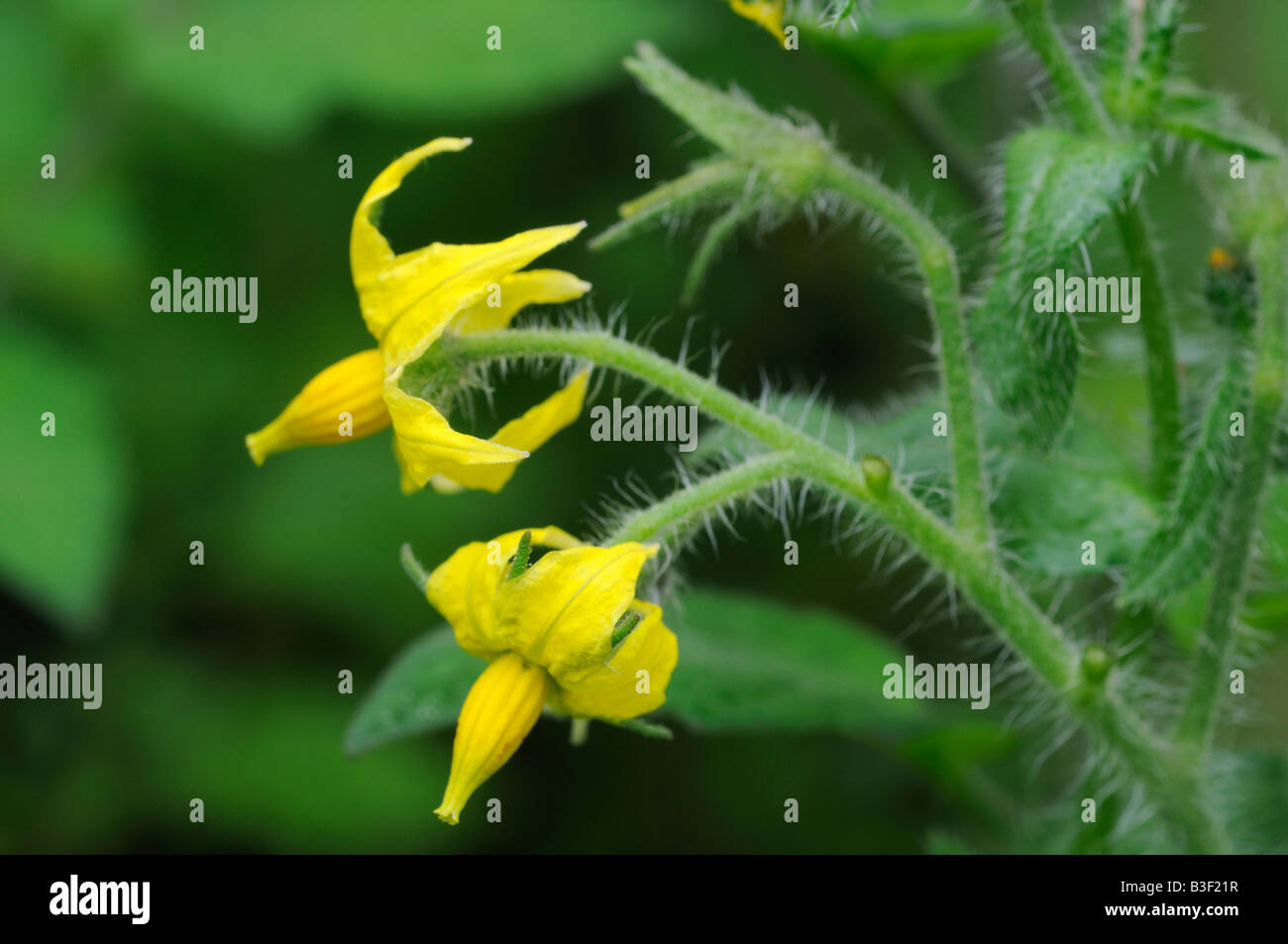 Tomato fruit flower hi-res stock photography and images - Alamy