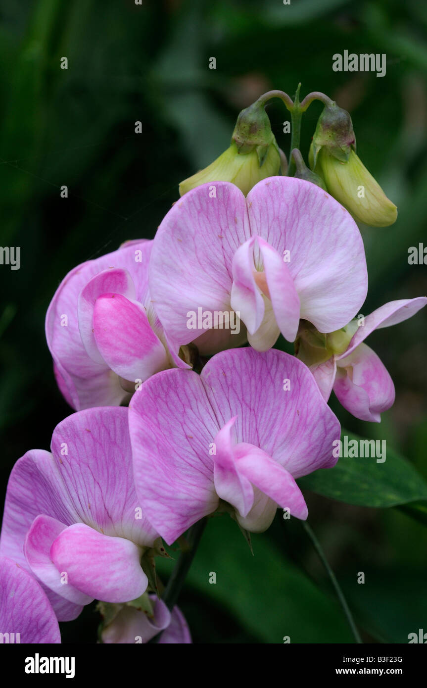 Sweet pea display hi-res stock photography and images - Alamy
