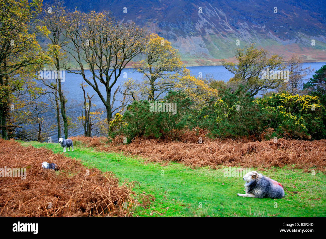 Herdwick Sheep Landscape at Buttermere Valley Lake District National ...