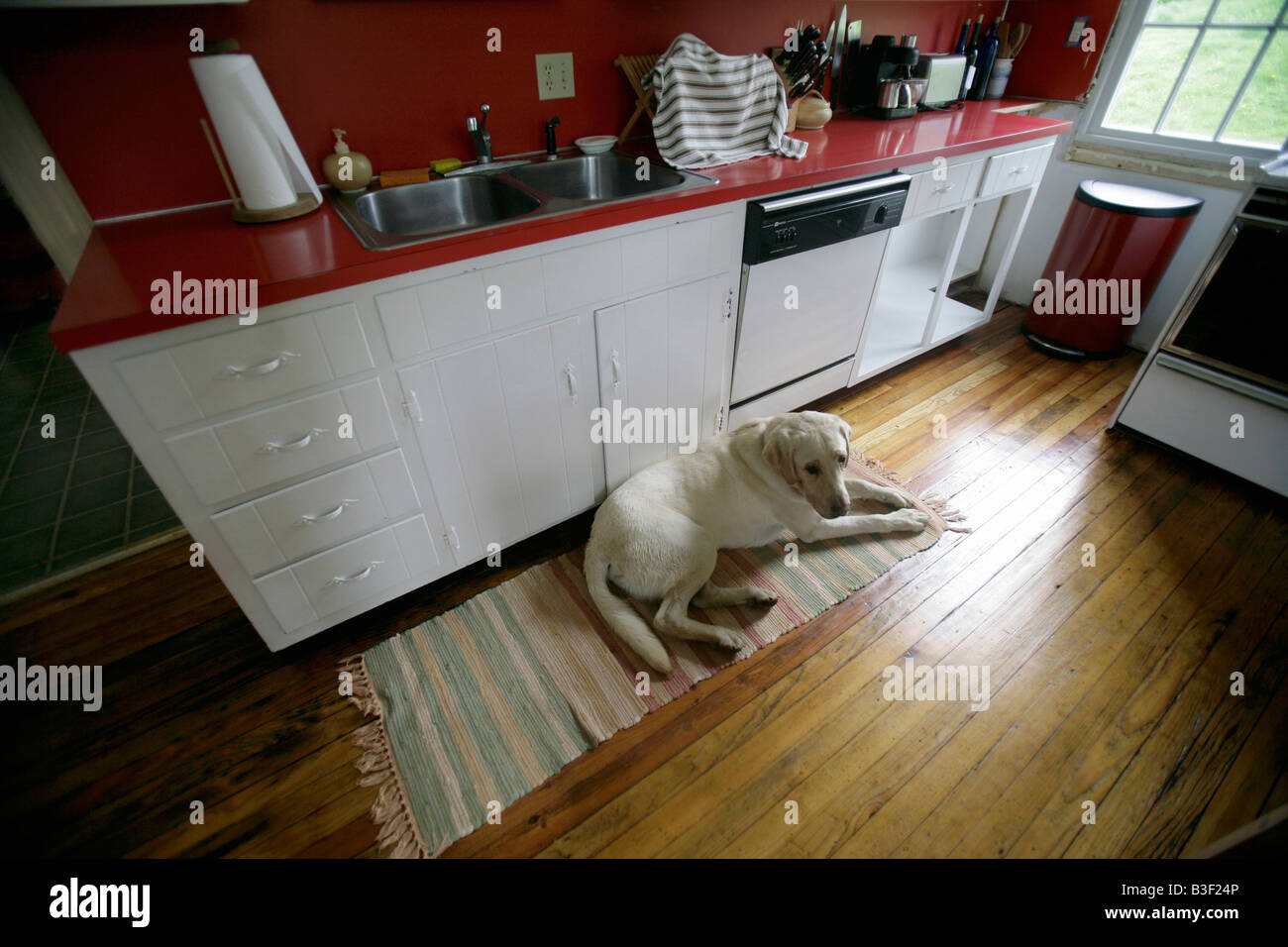 Dog in a country kitchen Stock Photo - Alamy