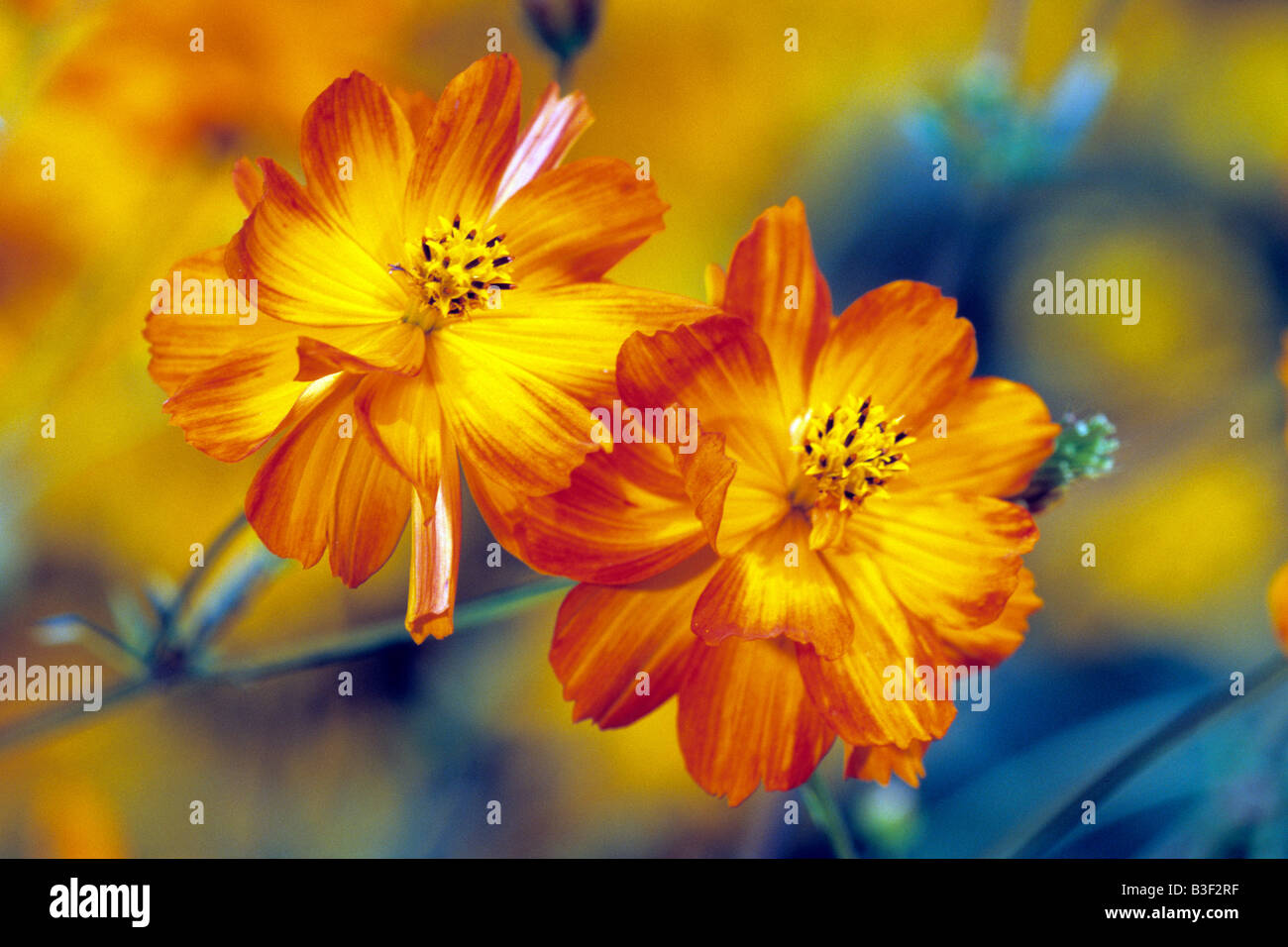 Sulfur Cosmos, Yellow Cosmos (Cosmos sulphureus), variety: Lichterfest ...