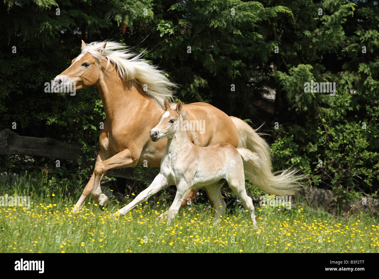 haflinger mare with foal - running on meadow Stock Photo - Alamy